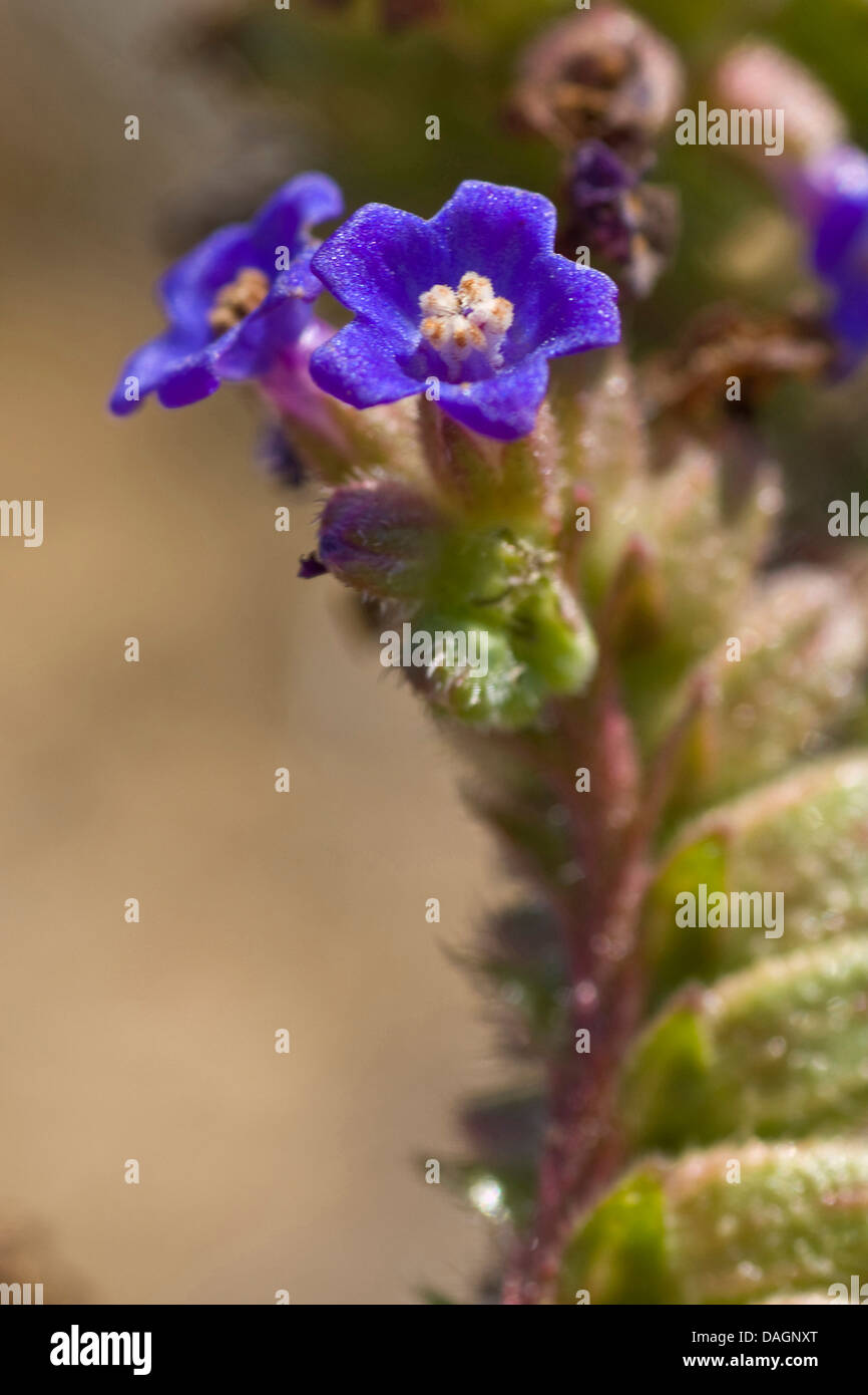 Italian bugloss (Anchusa calcarea), blooming, Portugal Stock Photo - Alamy