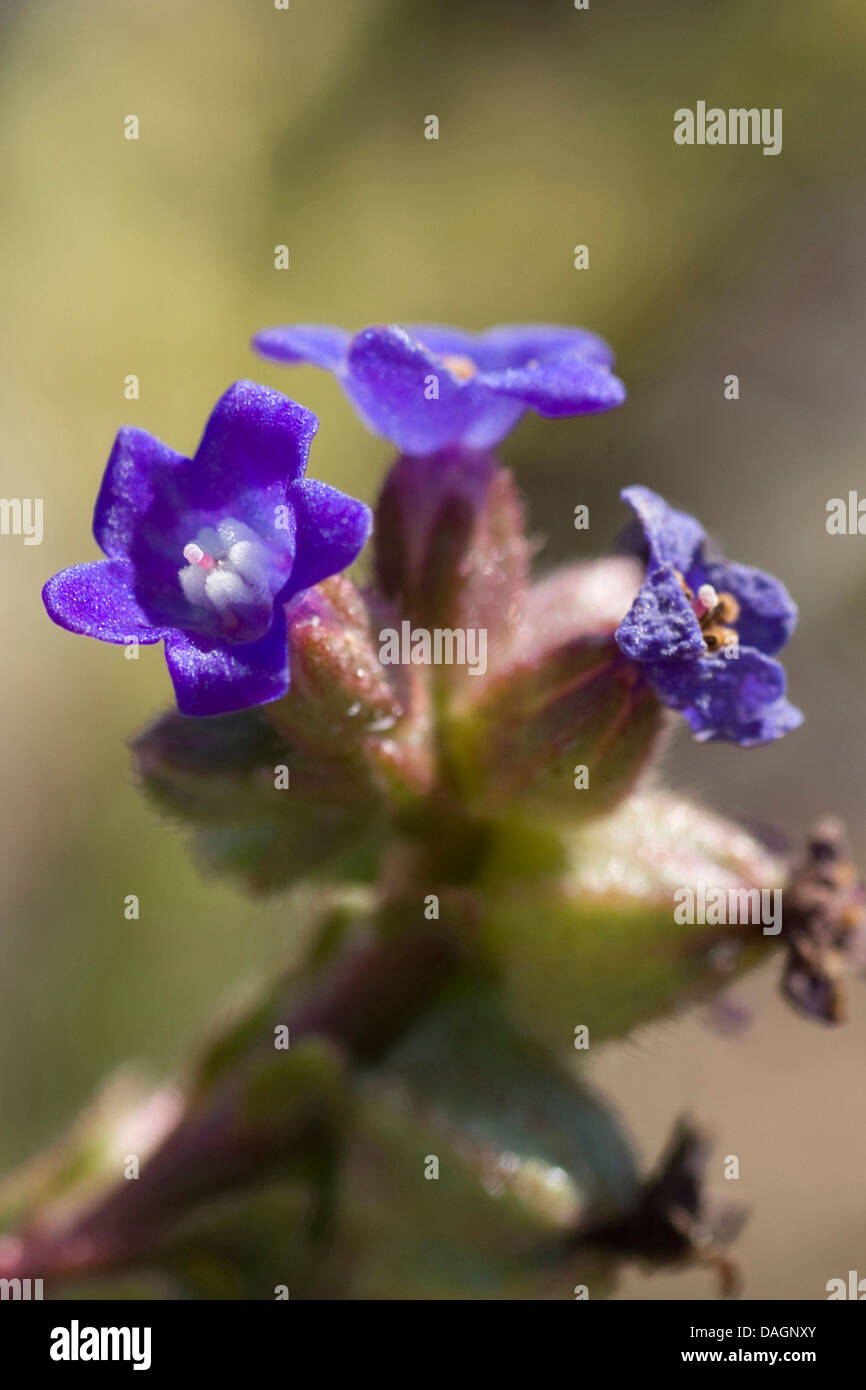 Bugloss anchusa calcarea hi-res stock photography and images - Alamy