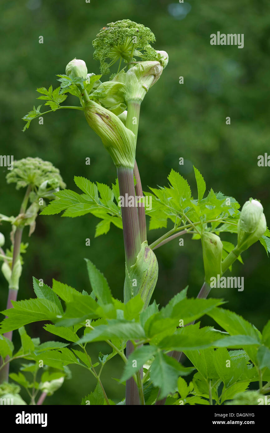 Garden angelica (Angelica archangelica), inflorescence in bud, Germany ...
