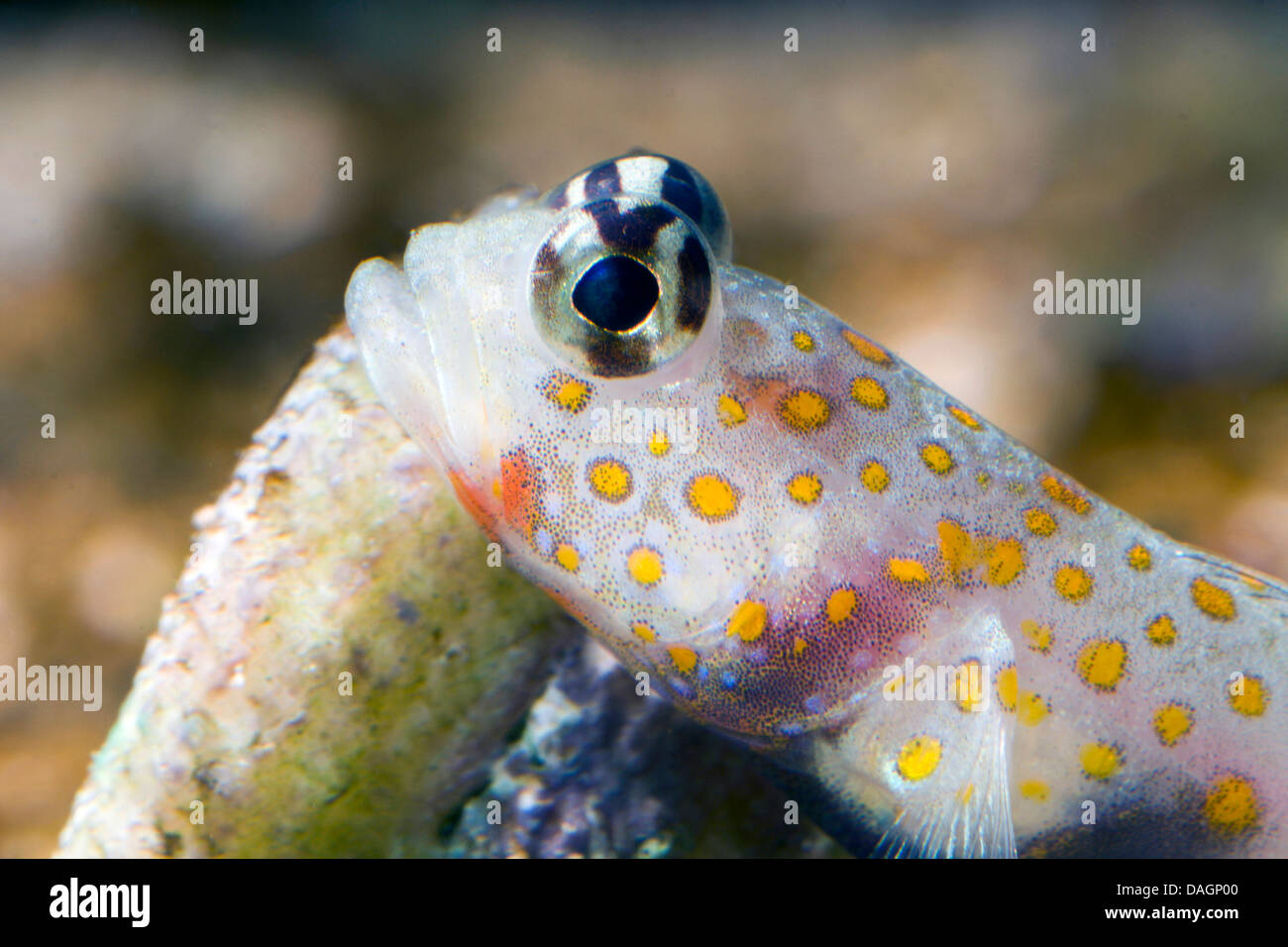Spotted prawn goby amblyeleotris guttata hi-res stock photography and ...
