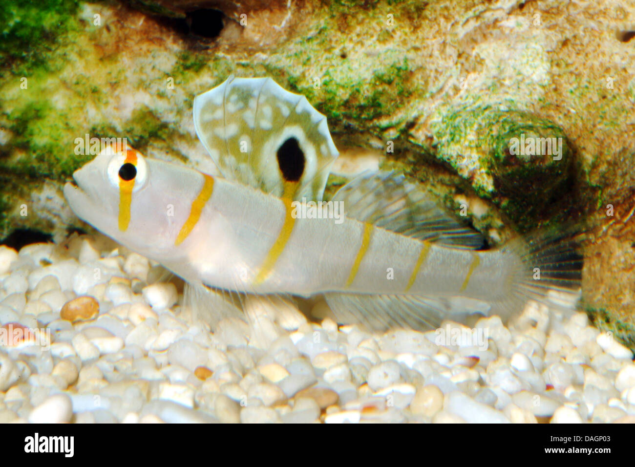 Randall's prawn-goby (Amblyeleotris randalli), on sediment Stock Photo ...