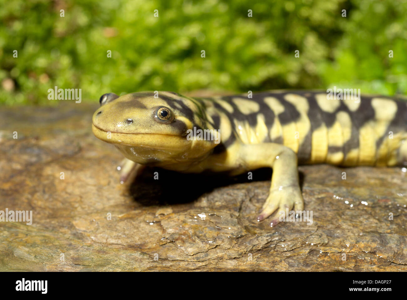 Eastern tiger salamander hi-res stock photography and images - Alamy
