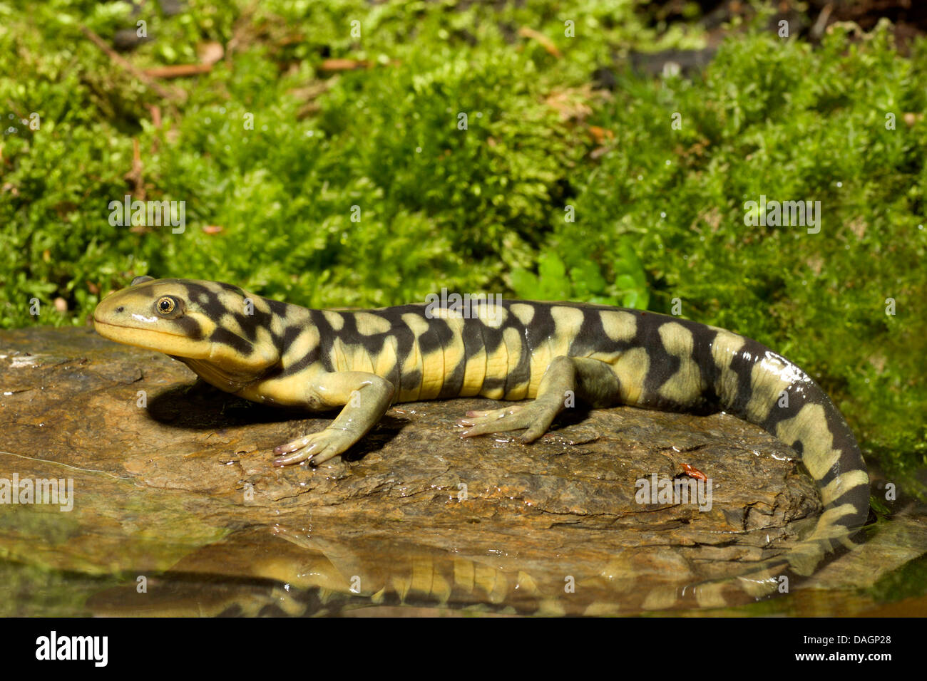 Eastern Tiger Salamander, Barred Tiger Salamander (Ambystoma tigrinum ...