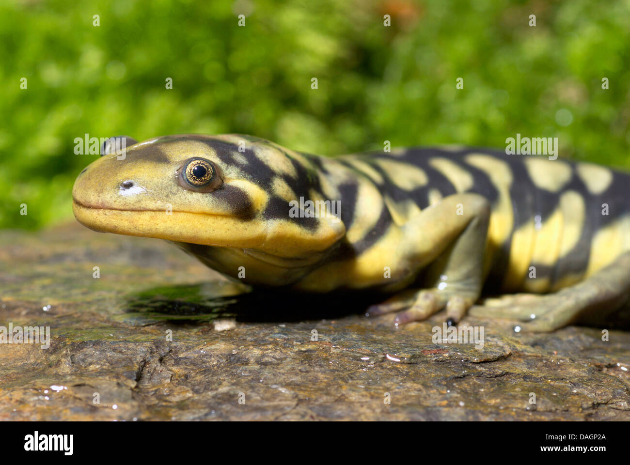 Eastern Tiger Salamander, Barred Tiger Salamander (Ambystoma tigrinum ...