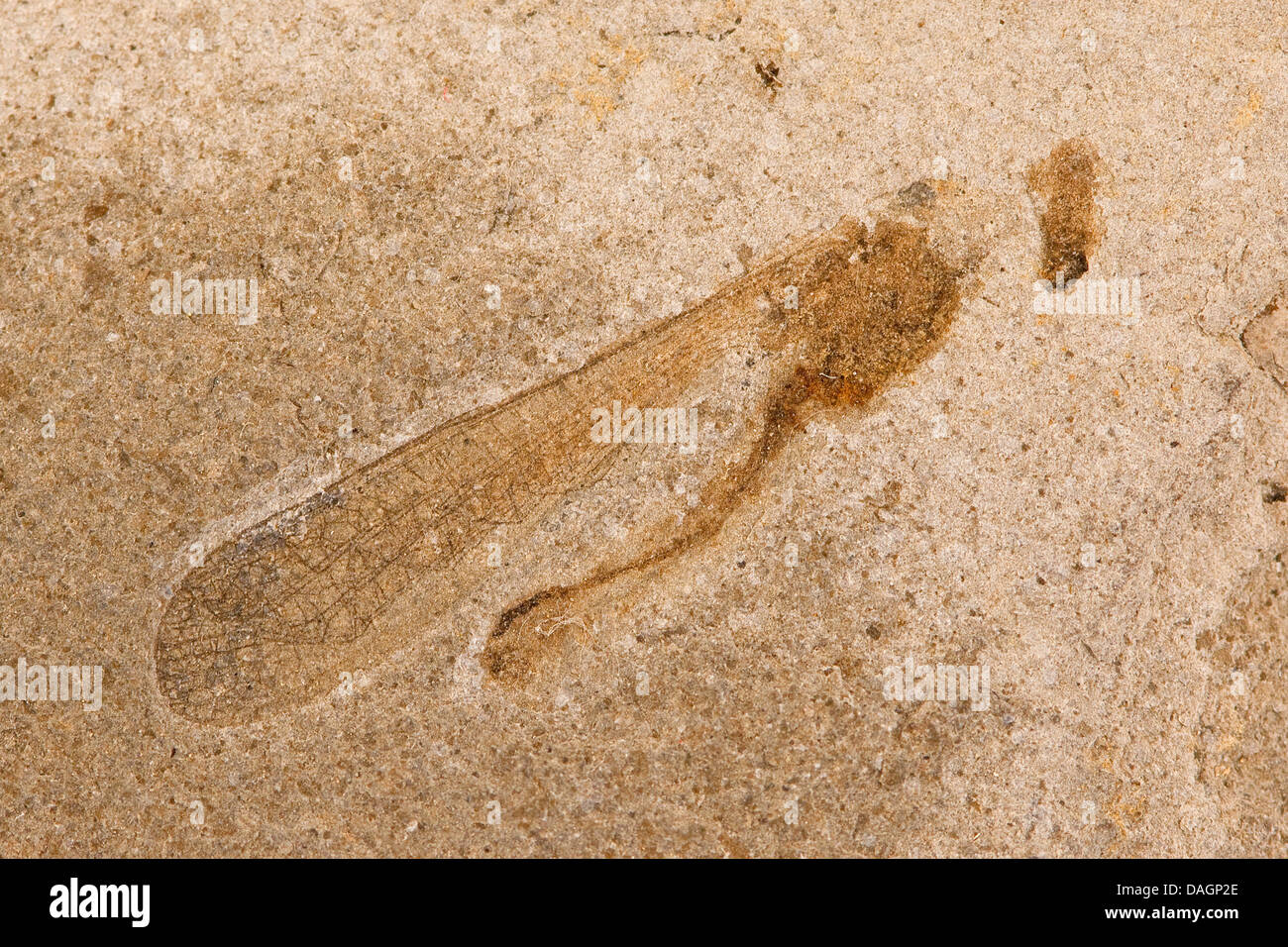 fossilized grasshopper from Fur Formation, palaeocene/eocene, Denmark ...