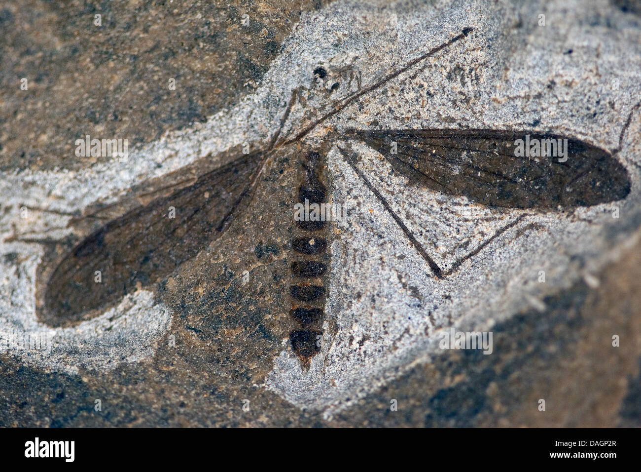 Insect wing fossil hi-res stock photography and images - Alamy