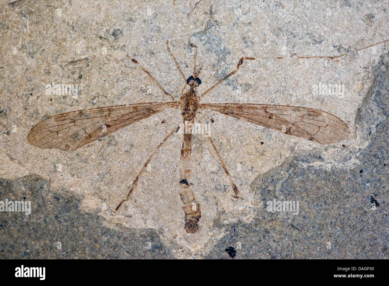 fossilized mosquito from Fur Formation, palaeocene/eocene, Denmark ...
