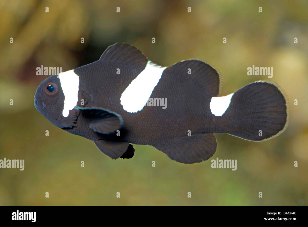 Black Ocellaris Clownfish With Anemone