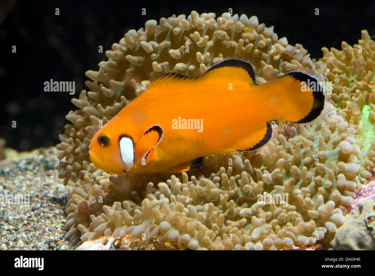 false clown anemonefish, clown anemonefish (Amphiprion ocellaris ...
