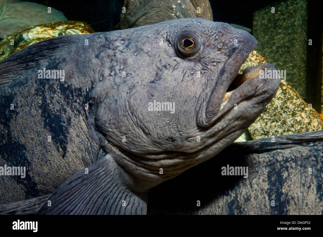 South American Wolf Fish