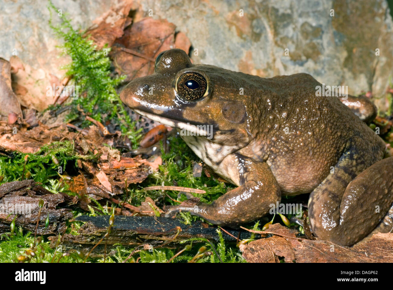 Bown ball frog, West African brown frog (Aubria subsigillata), on moss ...