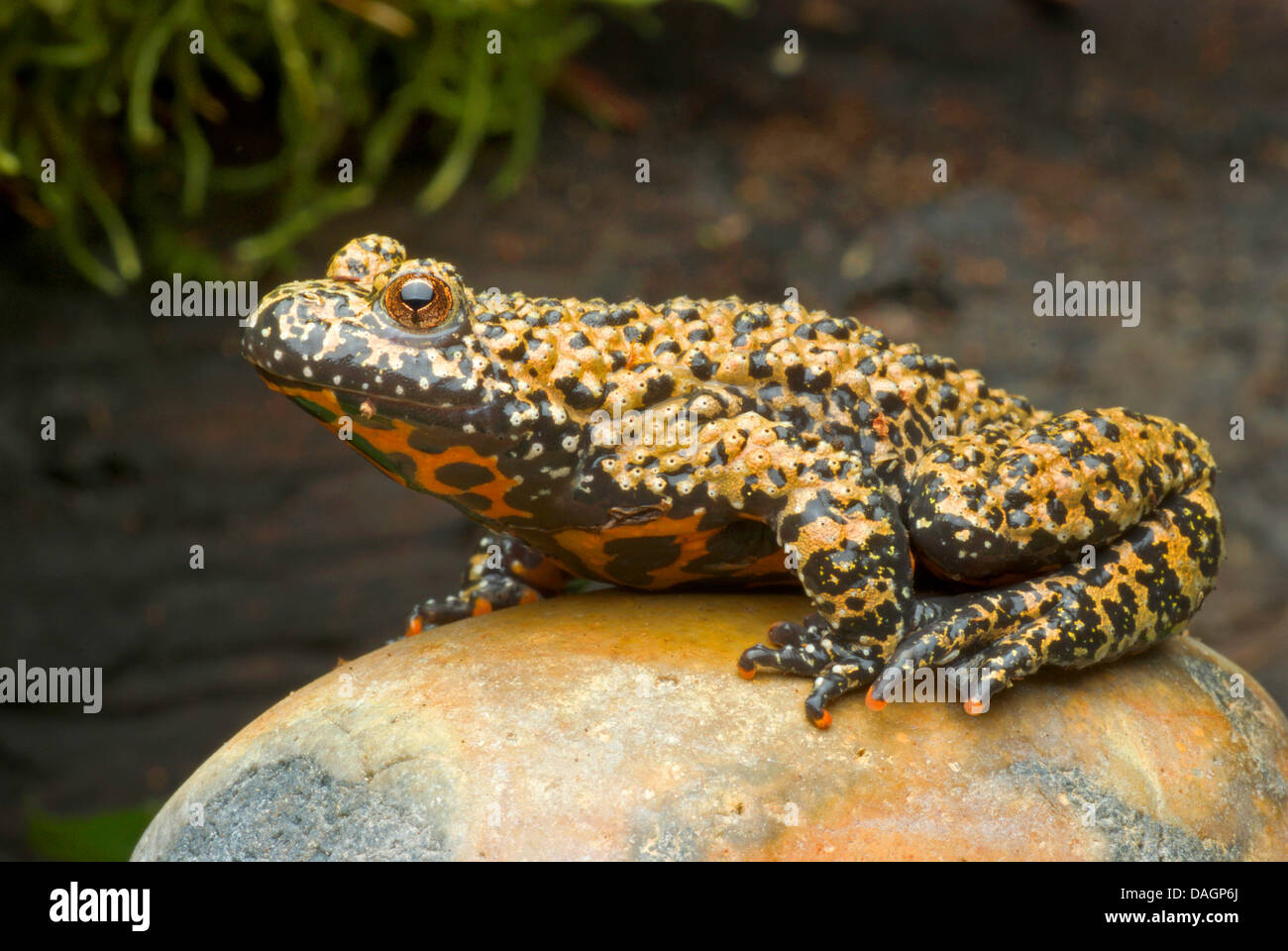 Oriental fire-bellied toad (Bombina orientalis Red), breed red Stock ...