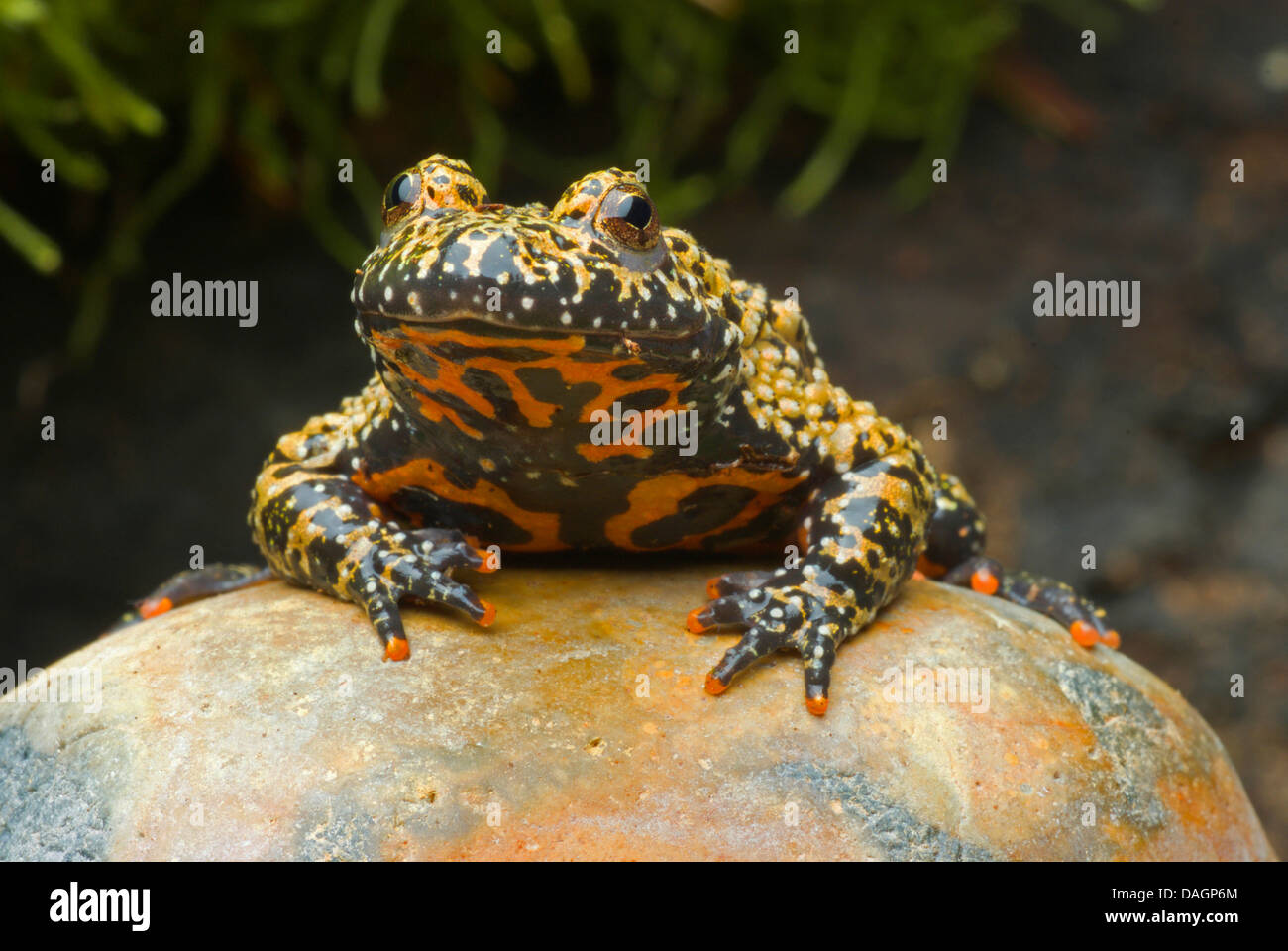 Oriental fire-bellied toad (Bombina orientalis Red), breed red Stock ...