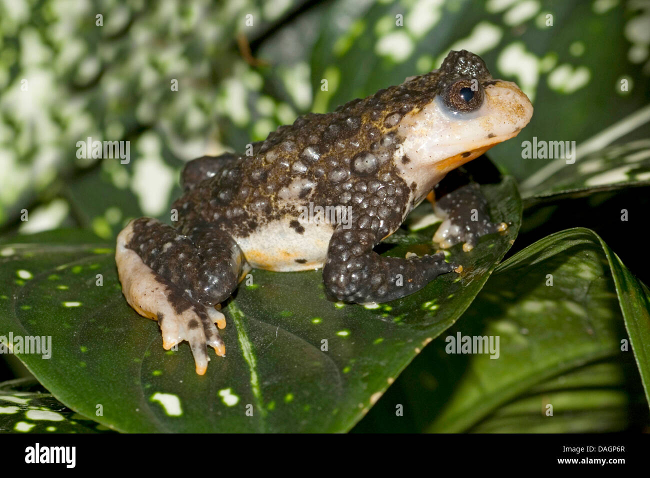 Oriental fire-bellied toad (Bombina orientalis), partial albino Stock ...