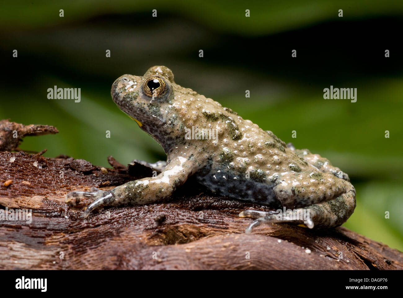 yellow-bellied toad, yellowbelly toad, variegated fire-toad (Bombina ...
