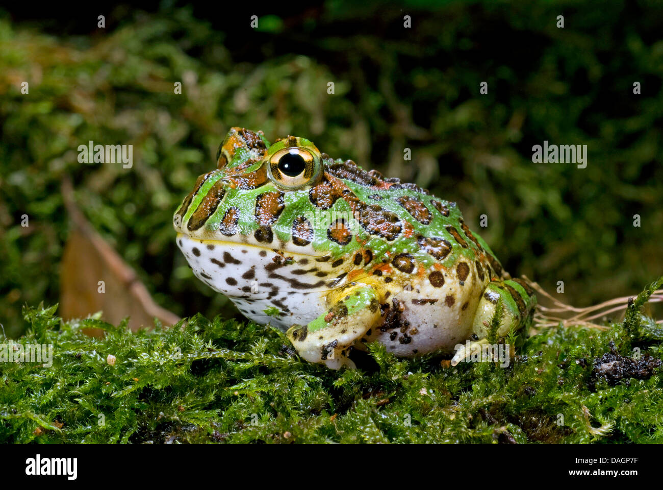 argentine horned frog, pacman frog, nightcrawler, night crawler, ornate ...
