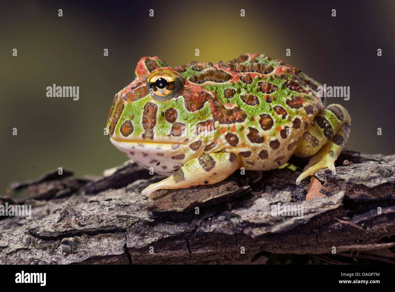 argentine horned frog, pacman frog, nightcrawler, night crawler, ornate ...
