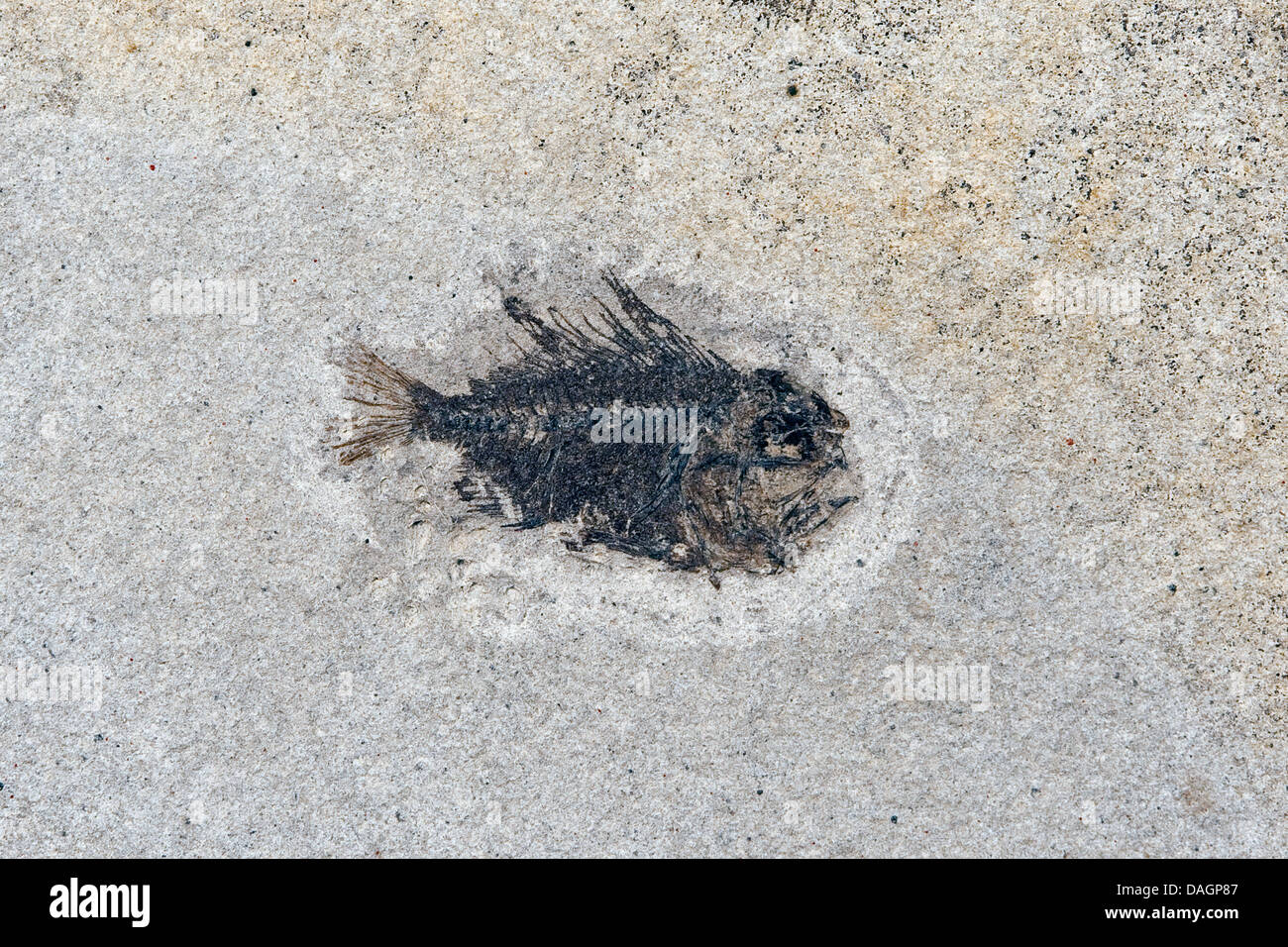 fossilized fish from Fur Formation, palaeocene/eocene, Denmark ...