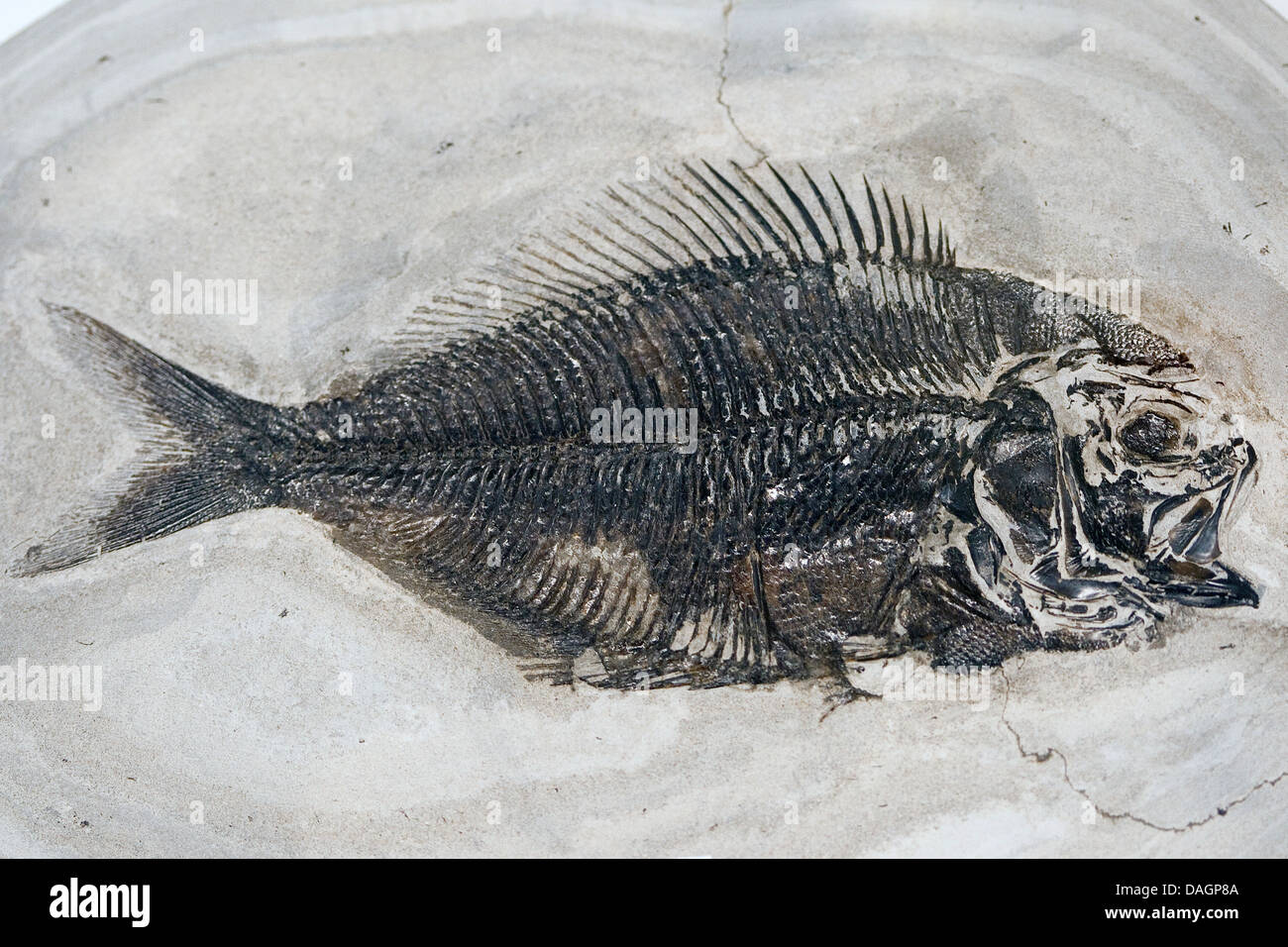 fossilized beardfish from Fur Formation, palaeocene/eocene, Denmark ...