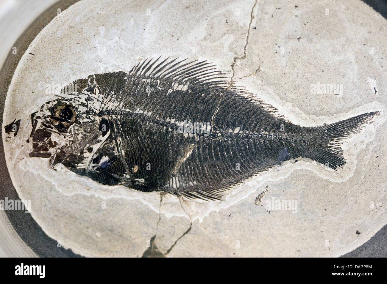 fossilized beardfish from Fur Formation, palaeocene/eocene, Denmark ...