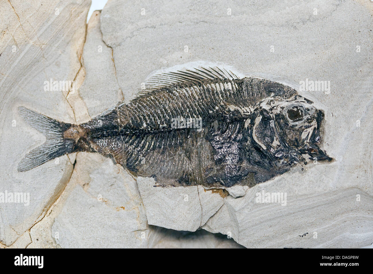 Palaeocene hi-res stock photography and images - Alamy