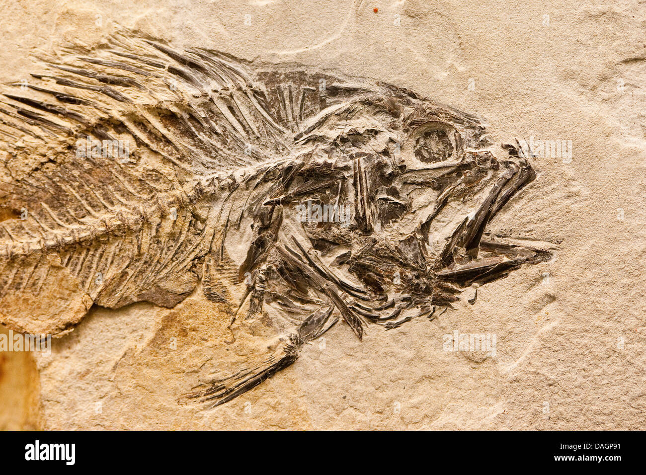 fossilized fish from Fur Formation, palaeocene/eocene, Denmark ...