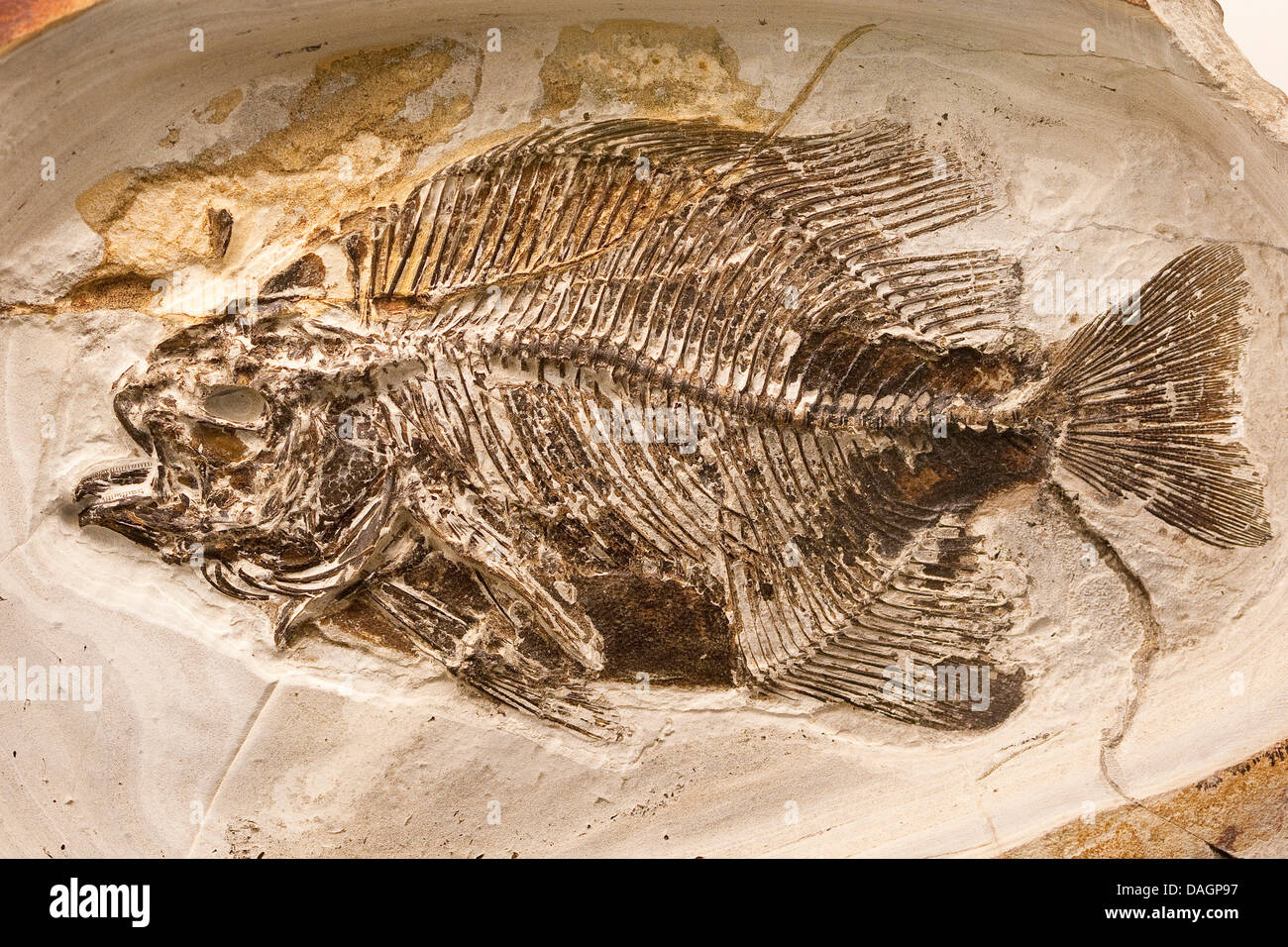 fossilized fish from Fur Formation, palaeocene/eocene, Denmark ...