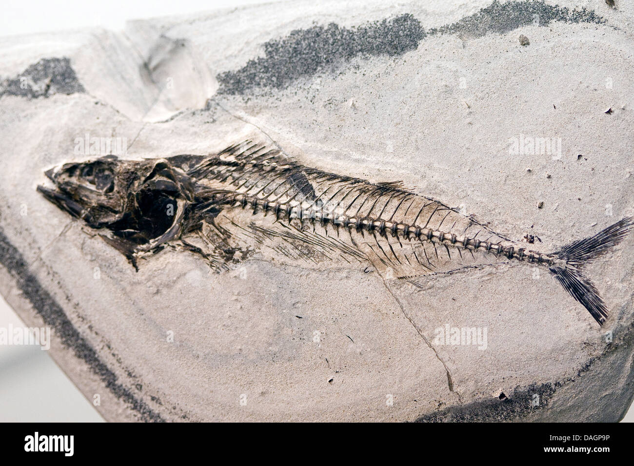 fossilized, young mackerel from Fur Formation, palaeocene/eocene ...