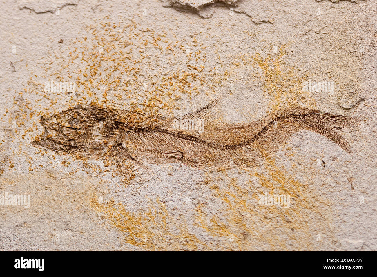 fossilized fish from Fur Formation, palaeocene/eocene, Denmark ...