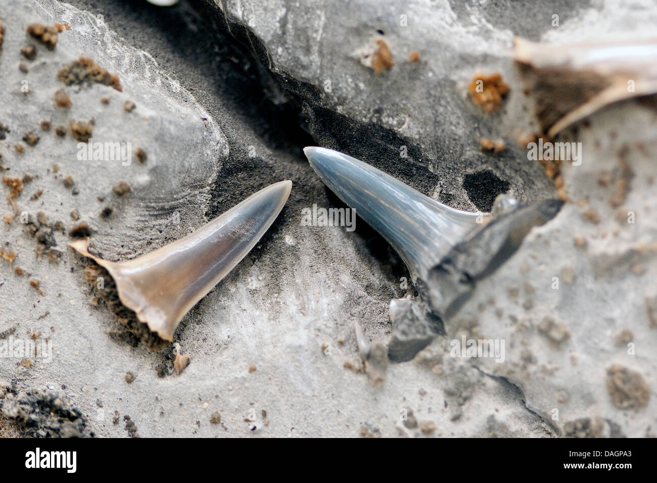 Barracuda Teeth Fossil