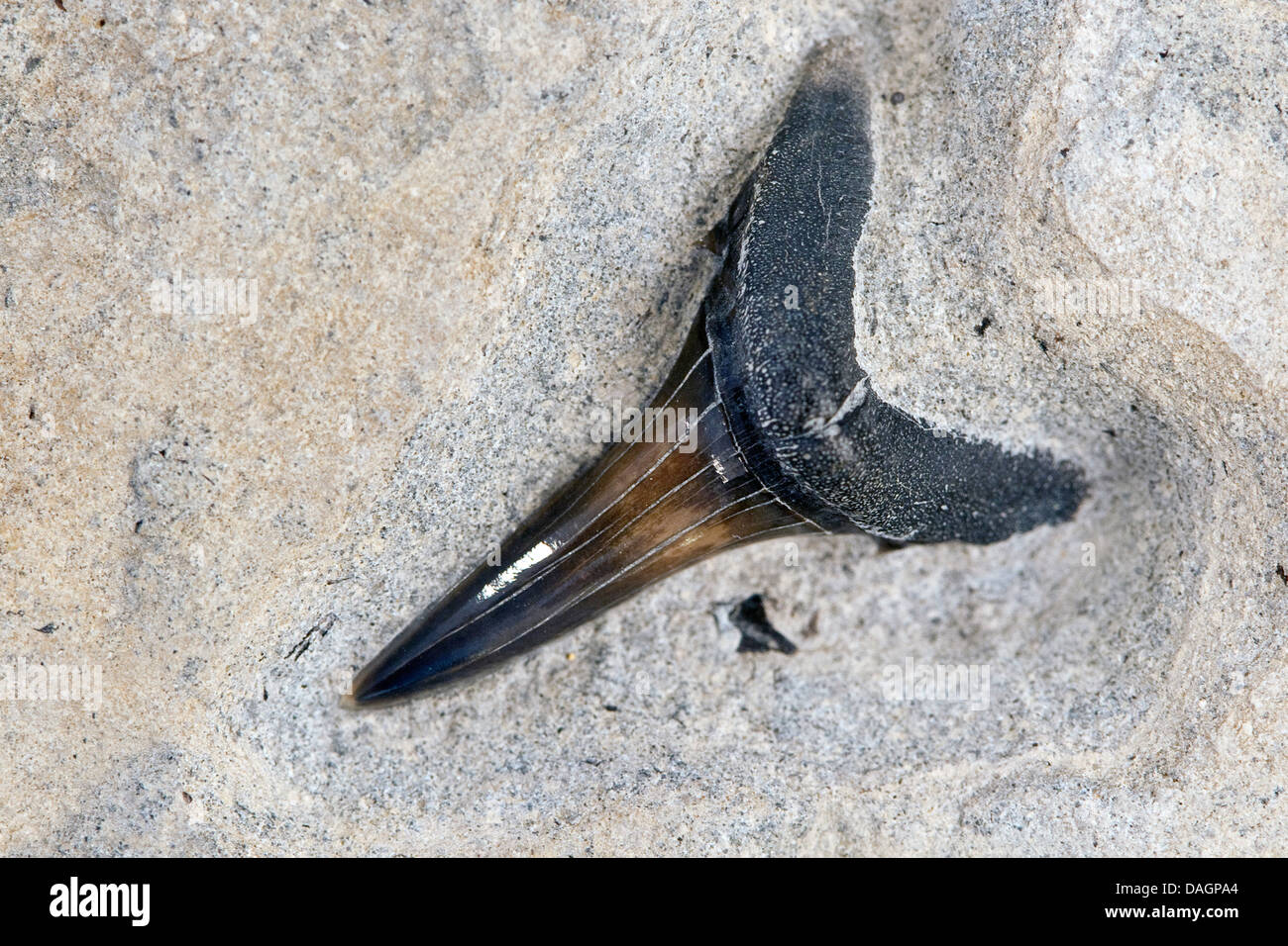 Petrified tooth hi-res stock photography and images - Alamy