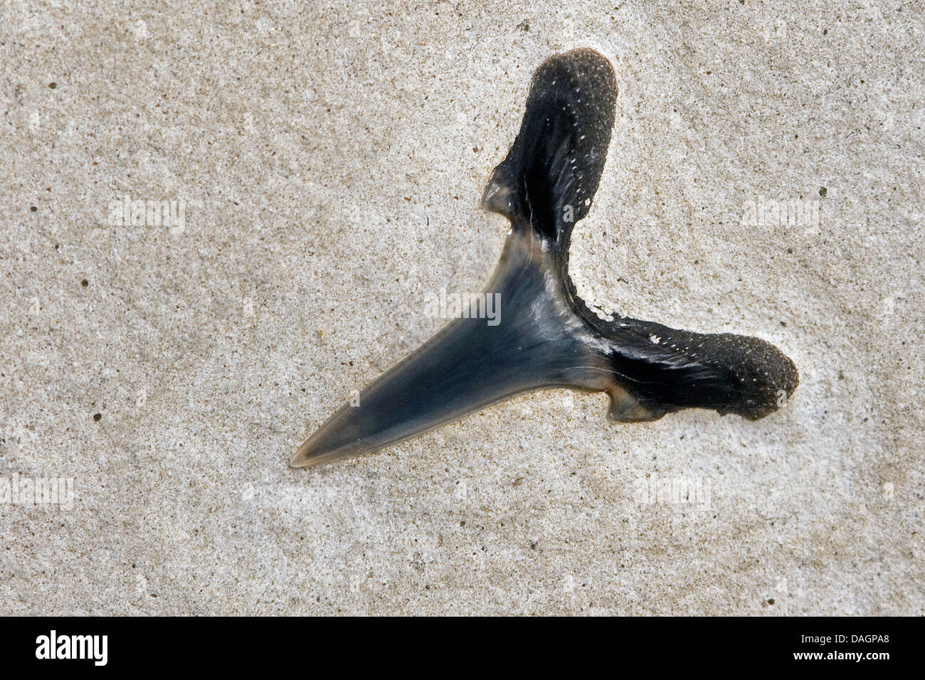 fossilized tooth from Fur Formation, palaeocene/eocene, Denmark ...
