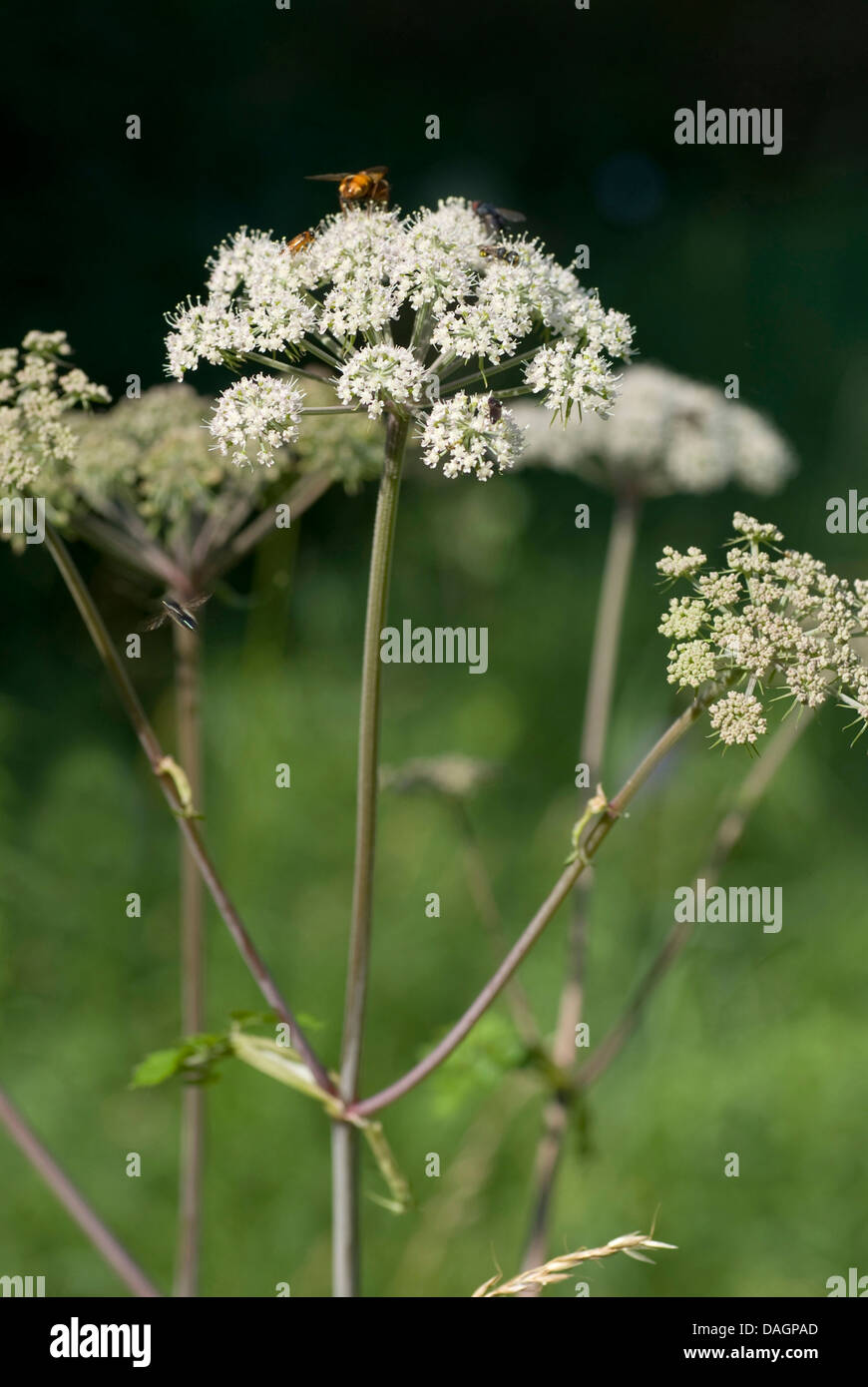 Wild angelica (Angelica sylvestris), blooming, Germany Stock Photo - Alamy