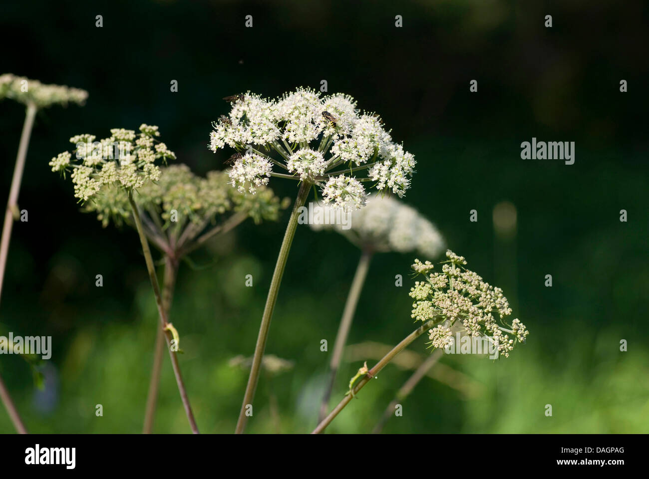 Wild angelica (Angelica sylvestris), blooming, Germany Stock Photo - Alamy