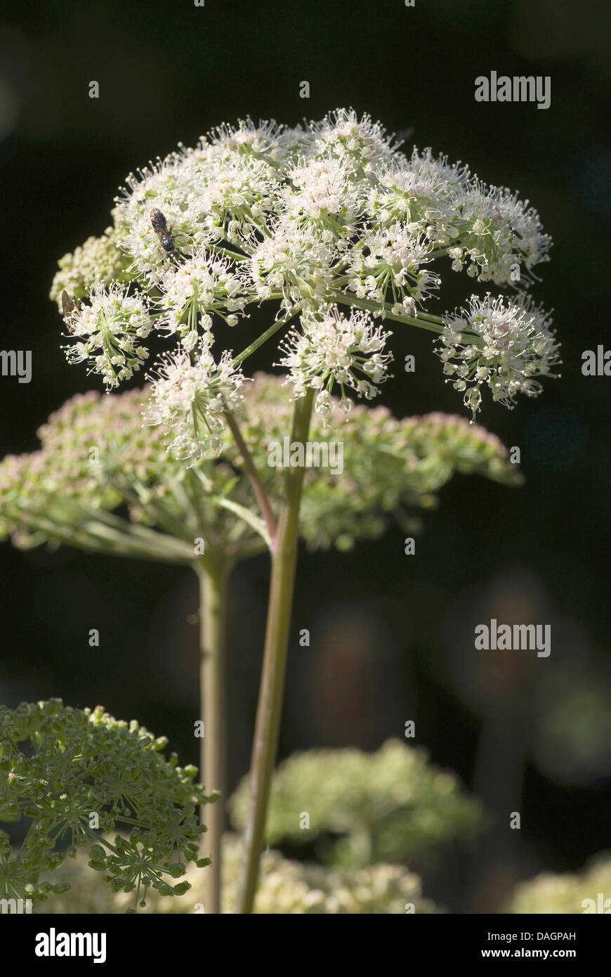 Wild angelica (Angelica sylvestris), blooming, Germany Stock Photo - Alamy