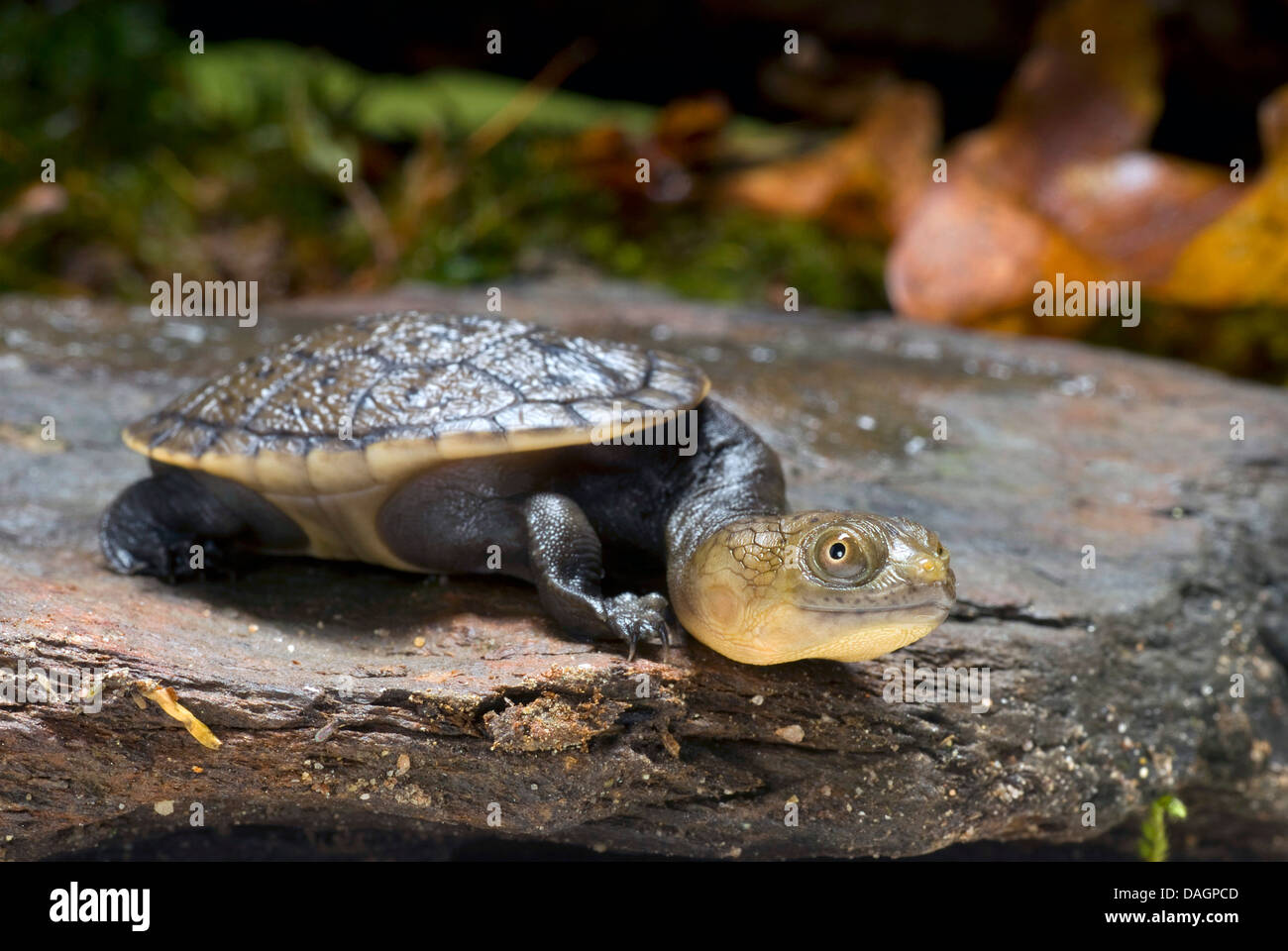 Siebenrock's snake-necked turtle (Chelodina siebenrocki), on a stone ...