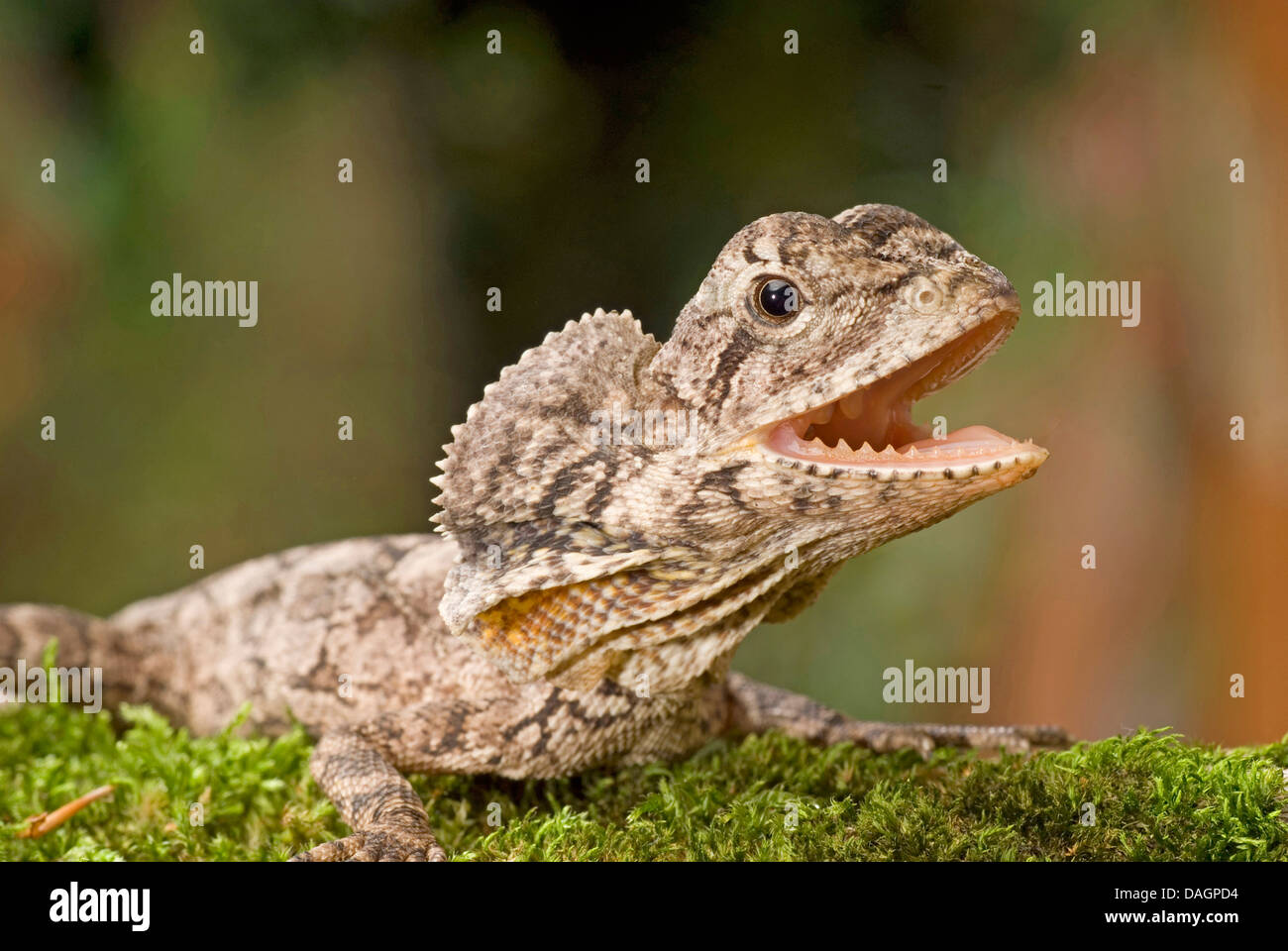 Frill mouth hi-res stock photography and images - Alamy