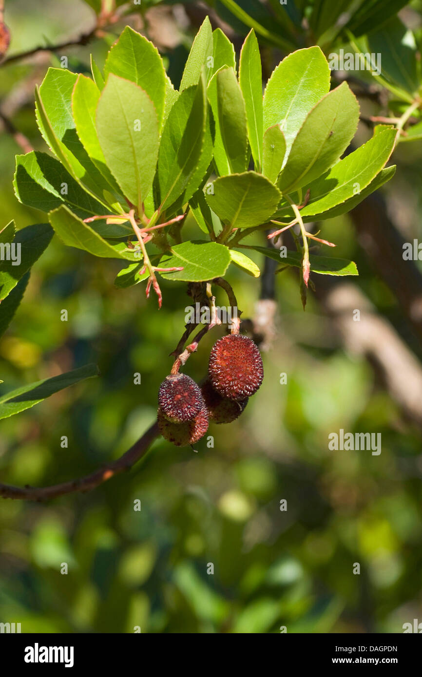killarney strawberry tree (Arbutus unedo), branch with ripe fruits ...