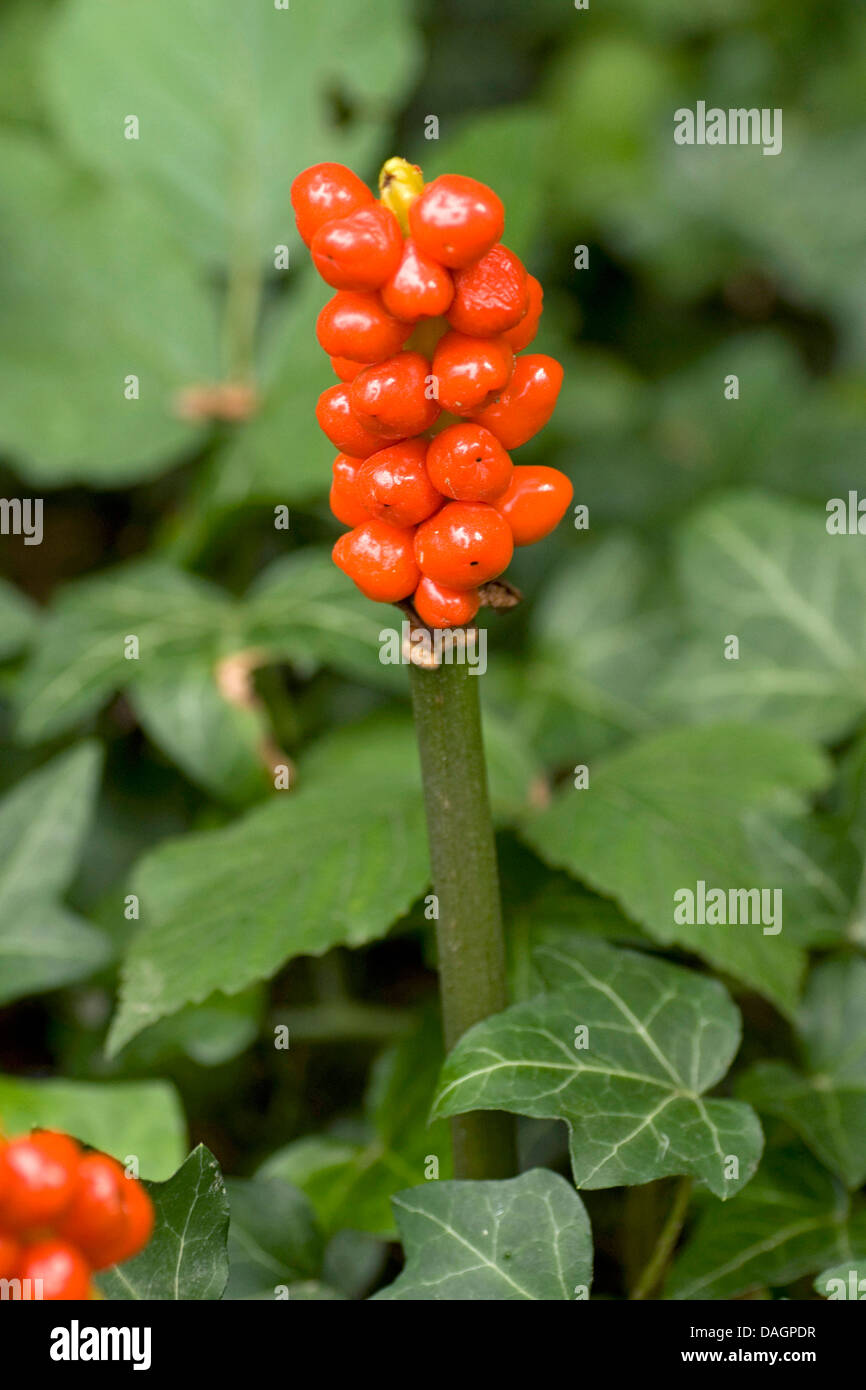 Wild arum arum maculatum fruit hi-res stock photography and images - Alamy