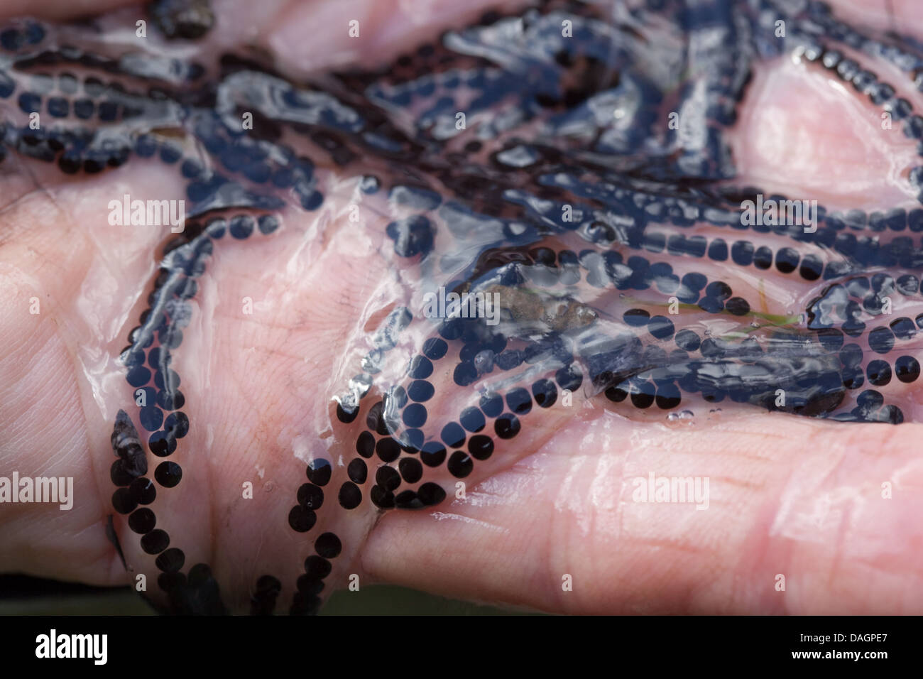 Common Toad (Bufo bufo). Recently laid section of spawning string ...