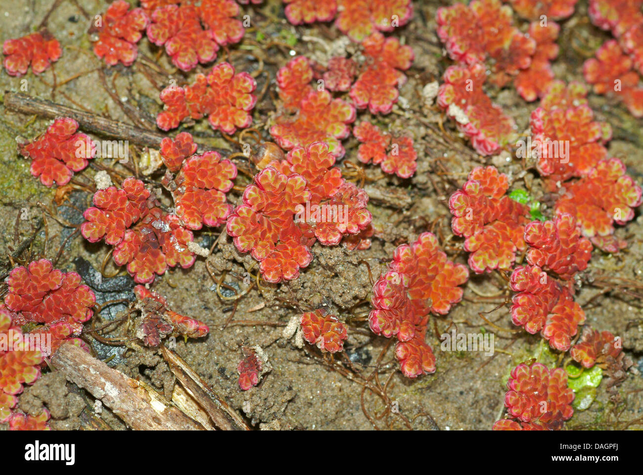 Azolla filiculoides (Azolla filiculoides), on a pond, Germany Stock ...