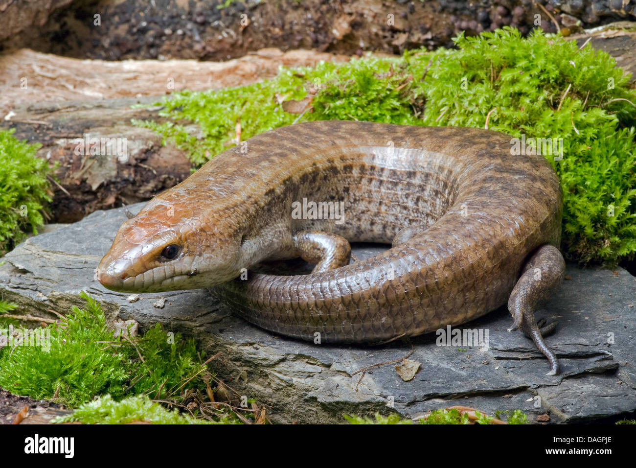 Great fire lizard (Diploglossus monotropis), on mossy stone Stock Photo ...