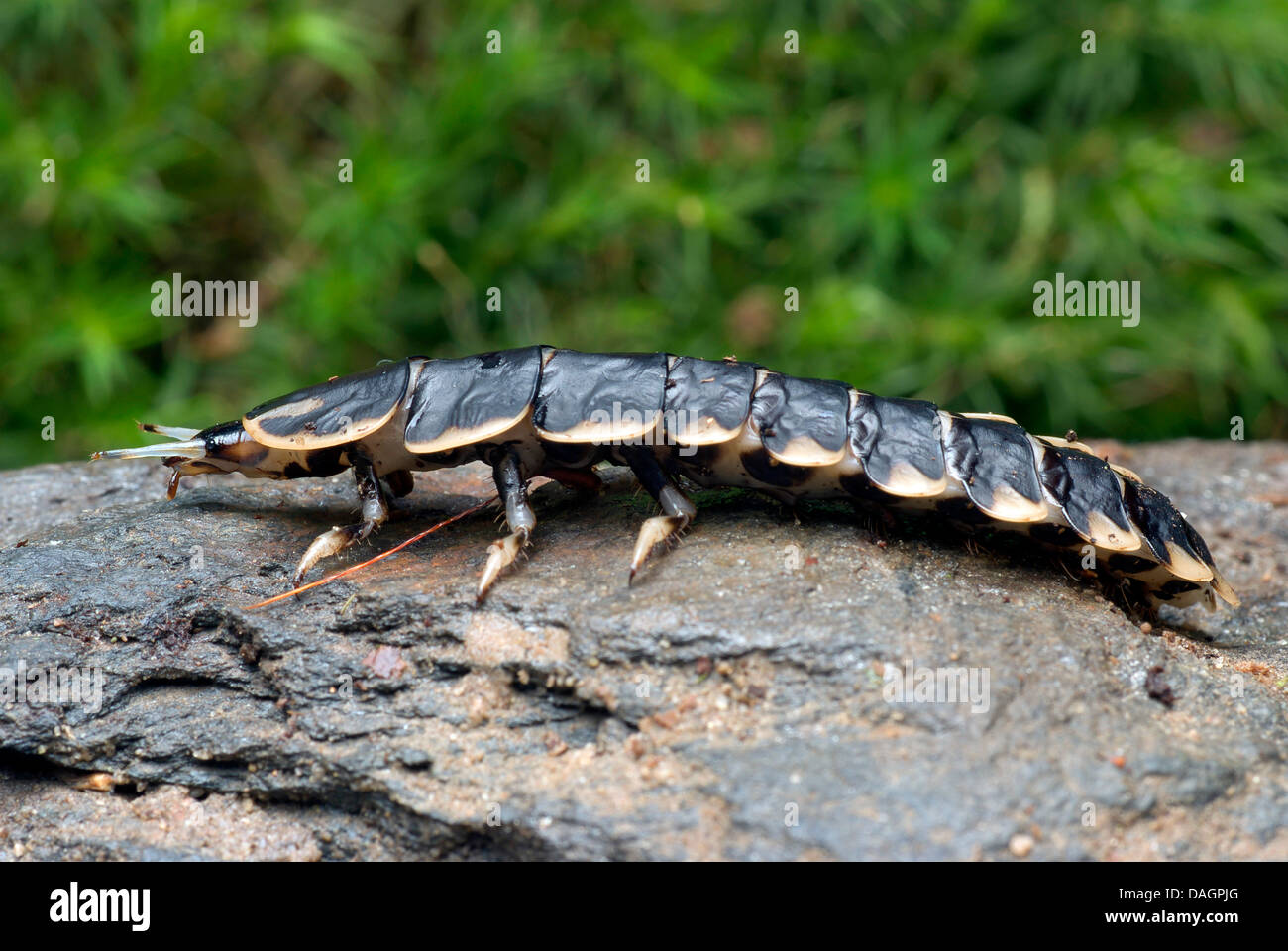 Trilobite beetle (Duliticola spec.), on a stone Stock Photo - Alamy