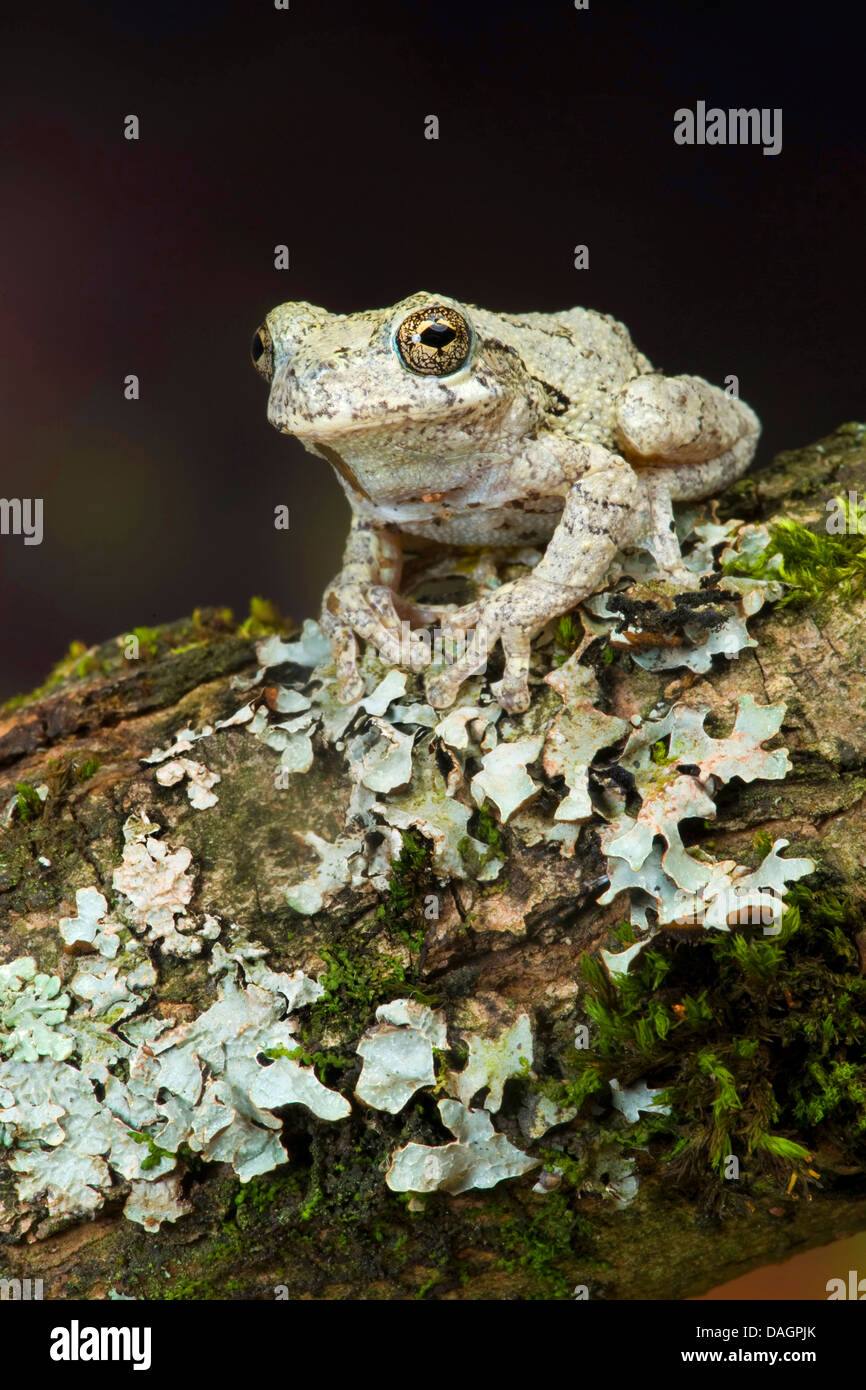 Marbled Tree Frog Hyla Marmorata High Resolution Stock Photography and ...