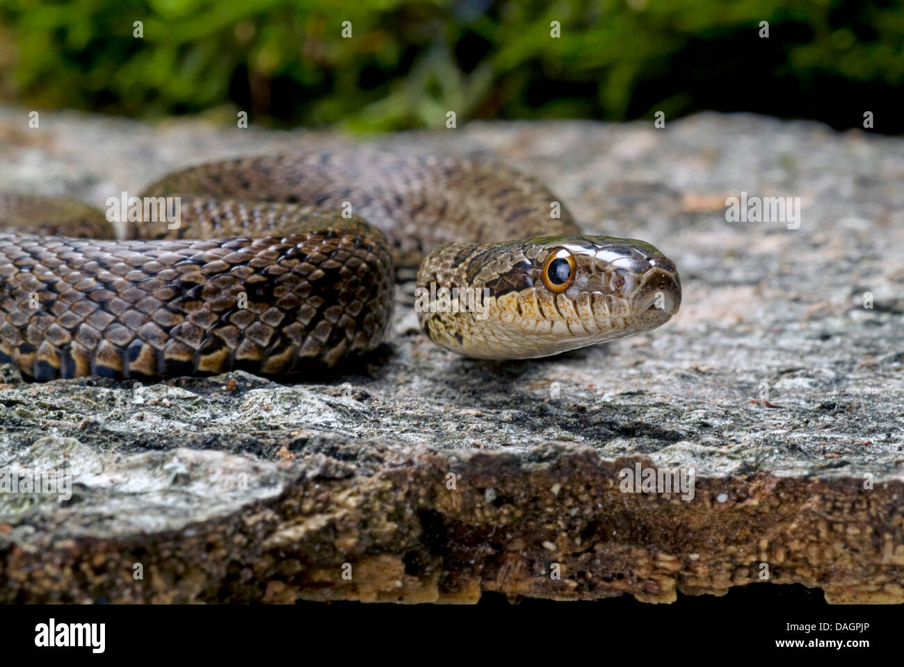 Diones snake elaphe dione hi-res stock photography and images - Alamy