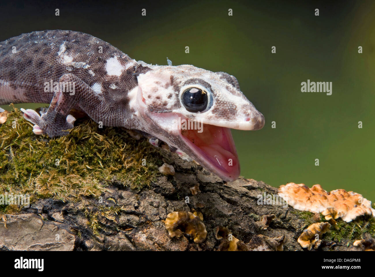 tokay gecko, tokee (Gekko gecko, Gecko gecko), Pied Granite Stock Photo ...