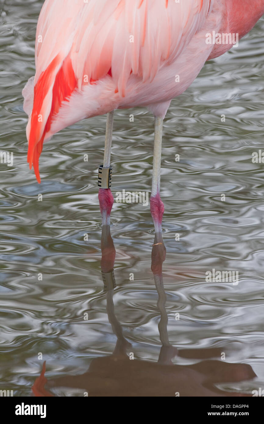 Flamingo leg hi-res stock photography and images - Alamy