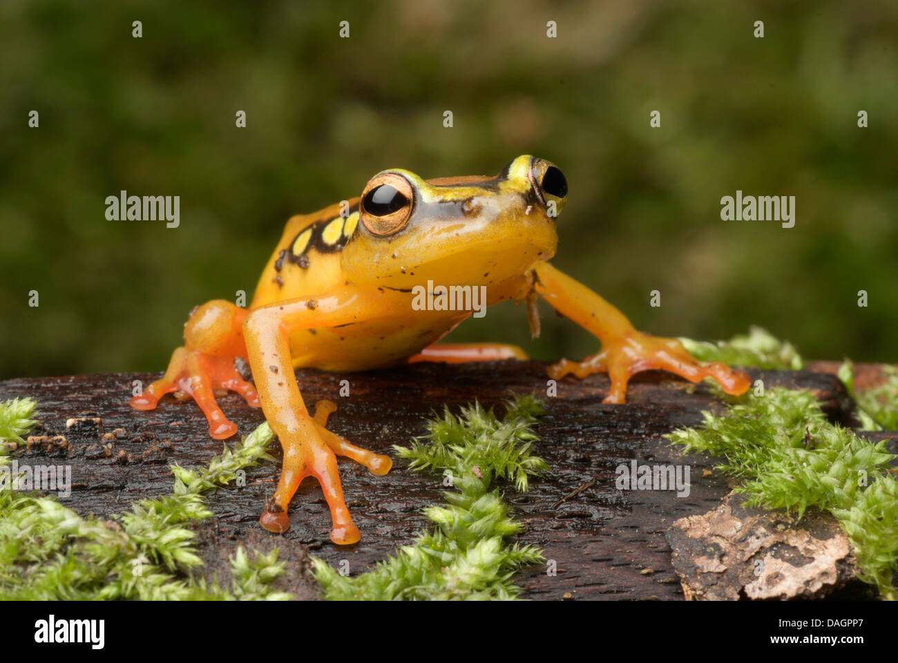 African Sedge Frog (Hyperolius puncticulatus), on mossy branch Stock ...