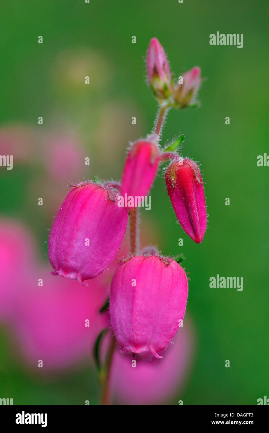 cross-leaved heath (Erica tetralix), flowers, Germany Stock Photo - Alamy