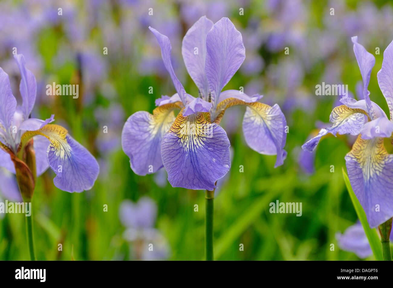 Siberian iris (Iris sibirica), flowers, Germany Stock Photo - Alamy